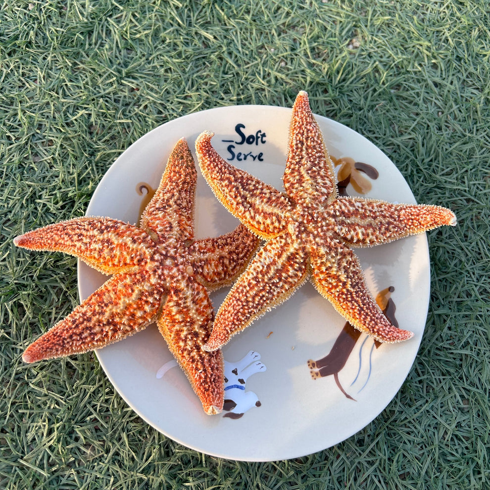 Freeze-Dried Whole Starfish – PAWDRY