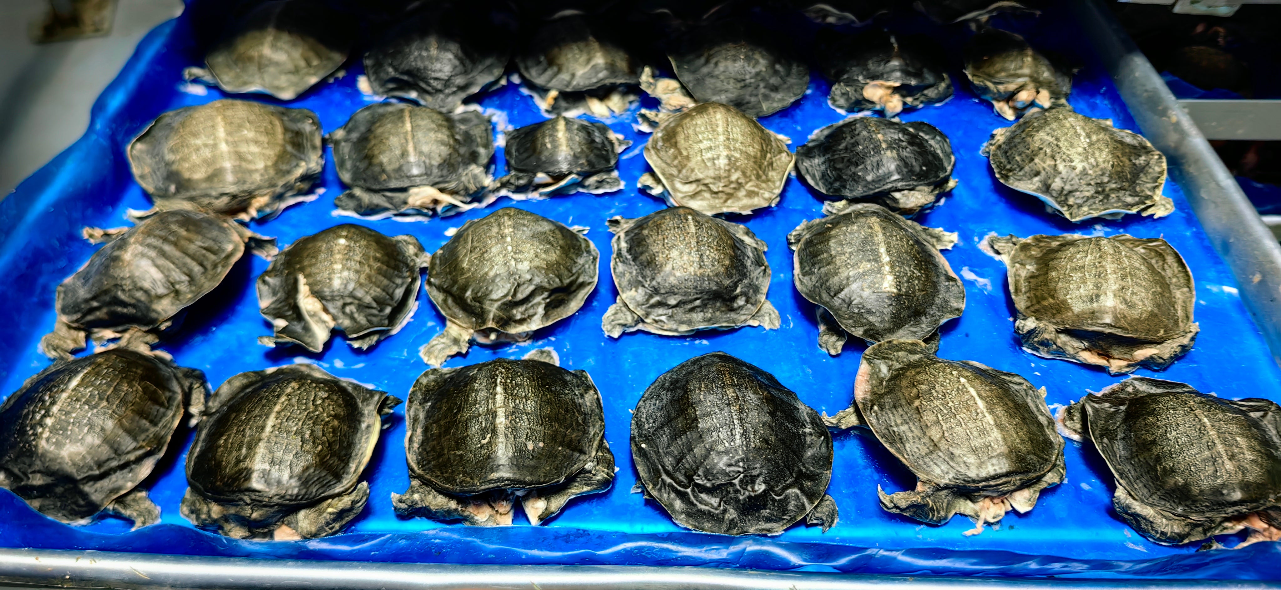 Whole Freeze-Dried Softshell Turtle – PAWDRY